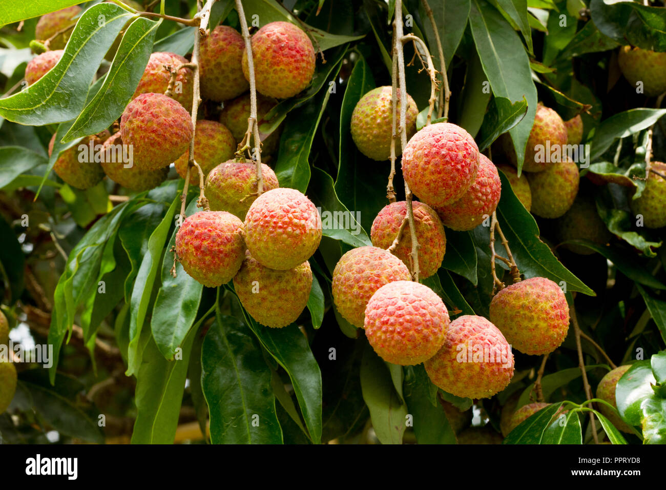 Lychee Bangladesh Stock Photos & Lychee Bangladesh Stock Images - Alamy