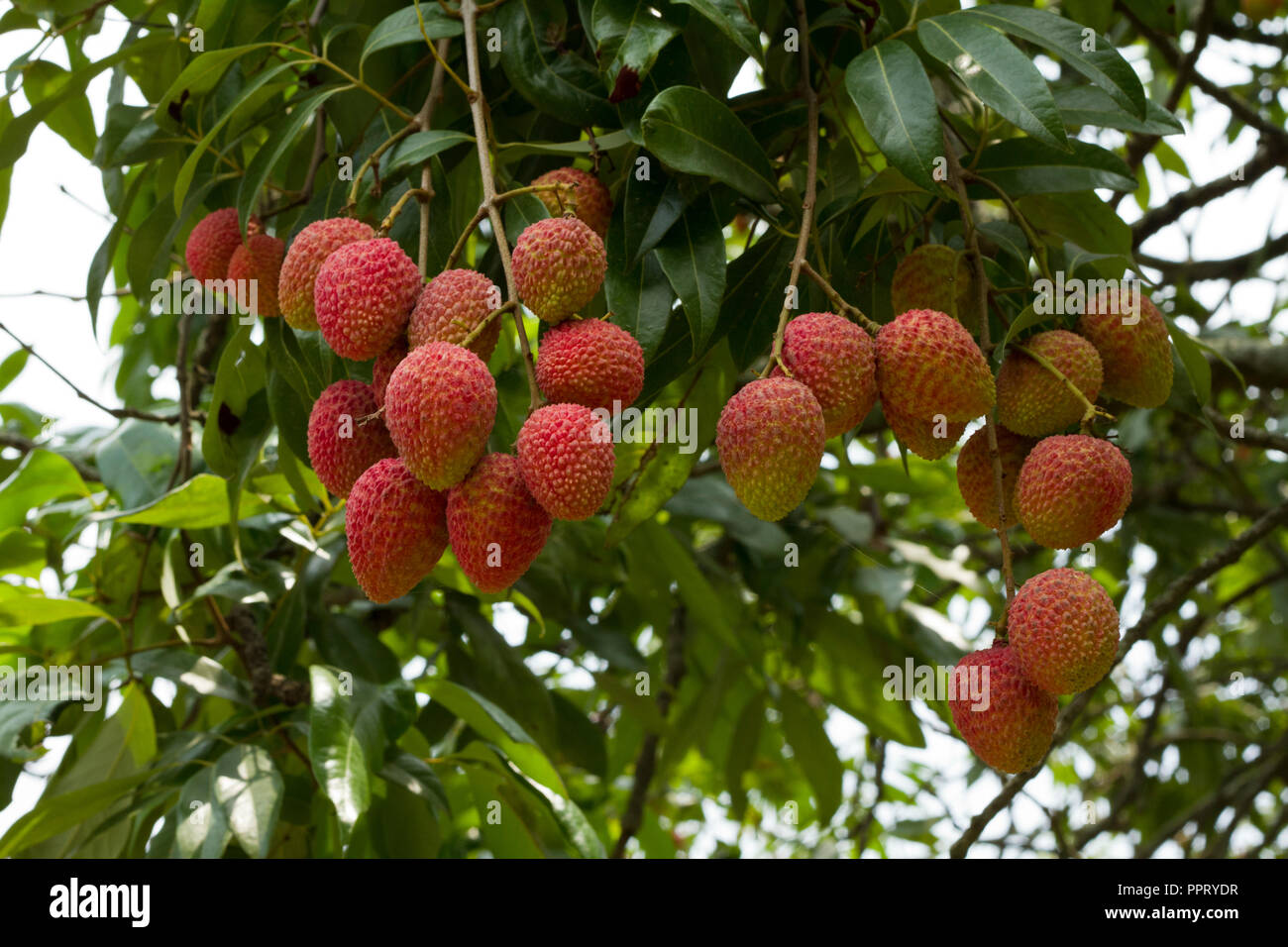 Litchi plantation. Dinajpur, Bangladesh Stock Photo - Alamy