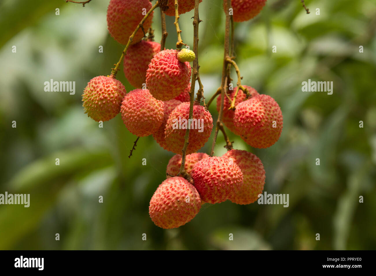Lychee Bangladesh Stock Photos & Lychee Bangladesh Stock Images - Alamy