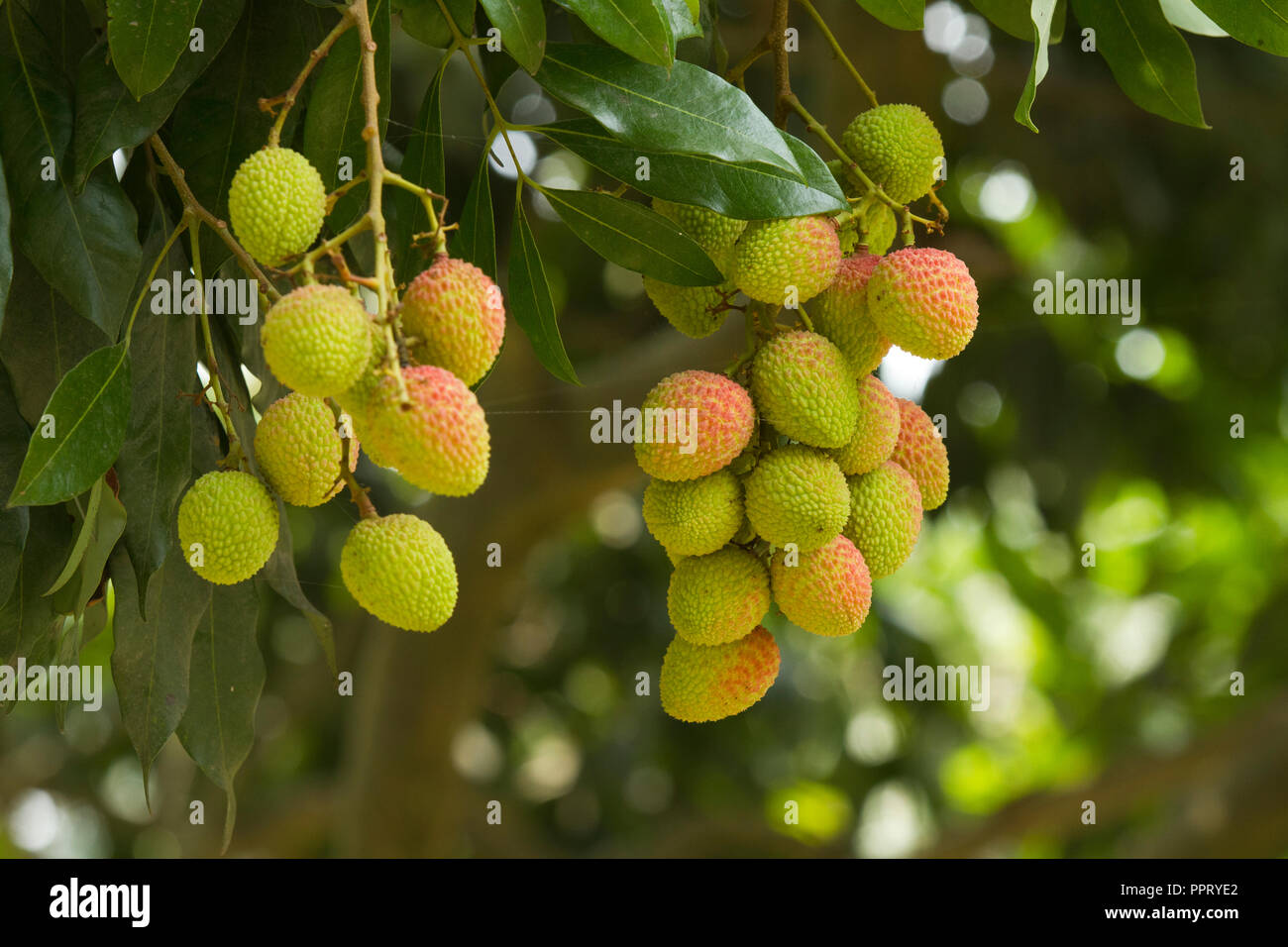 Bangladeshi litchi hi-res stock photography and images - Alamy