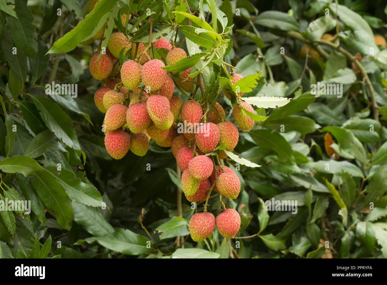 Lychee Bangladesh Stock Photos & Lychee Bangladesh Stock Images - Alamy