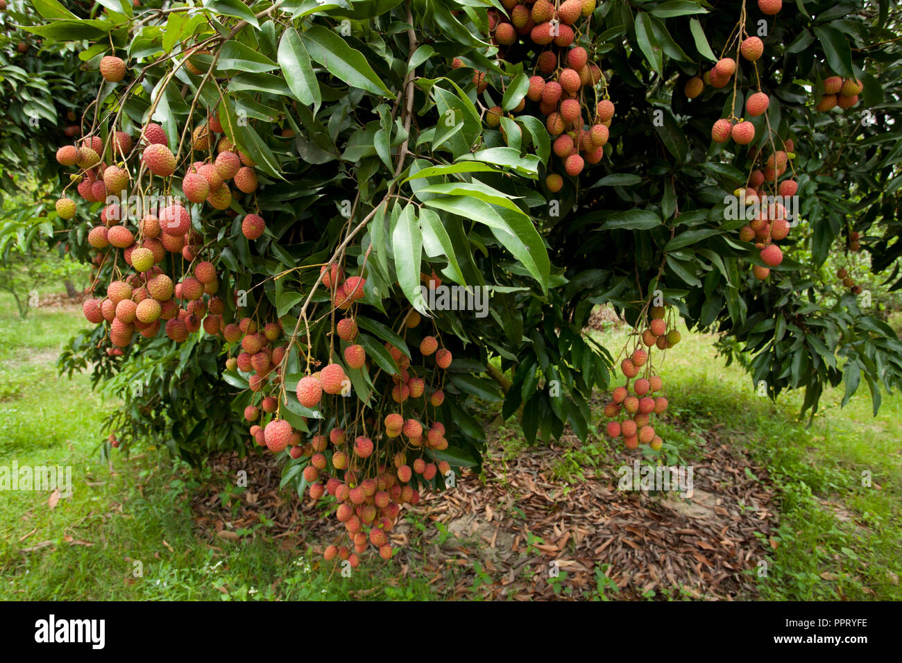 Lychee farming hi-res stock photography and images - Alamy