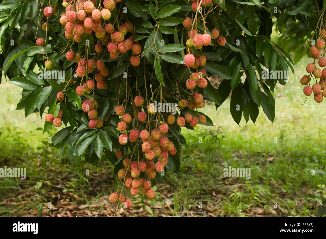 Lychee Farming Stock Photos & Lychee Farming Stock Images - Alamy