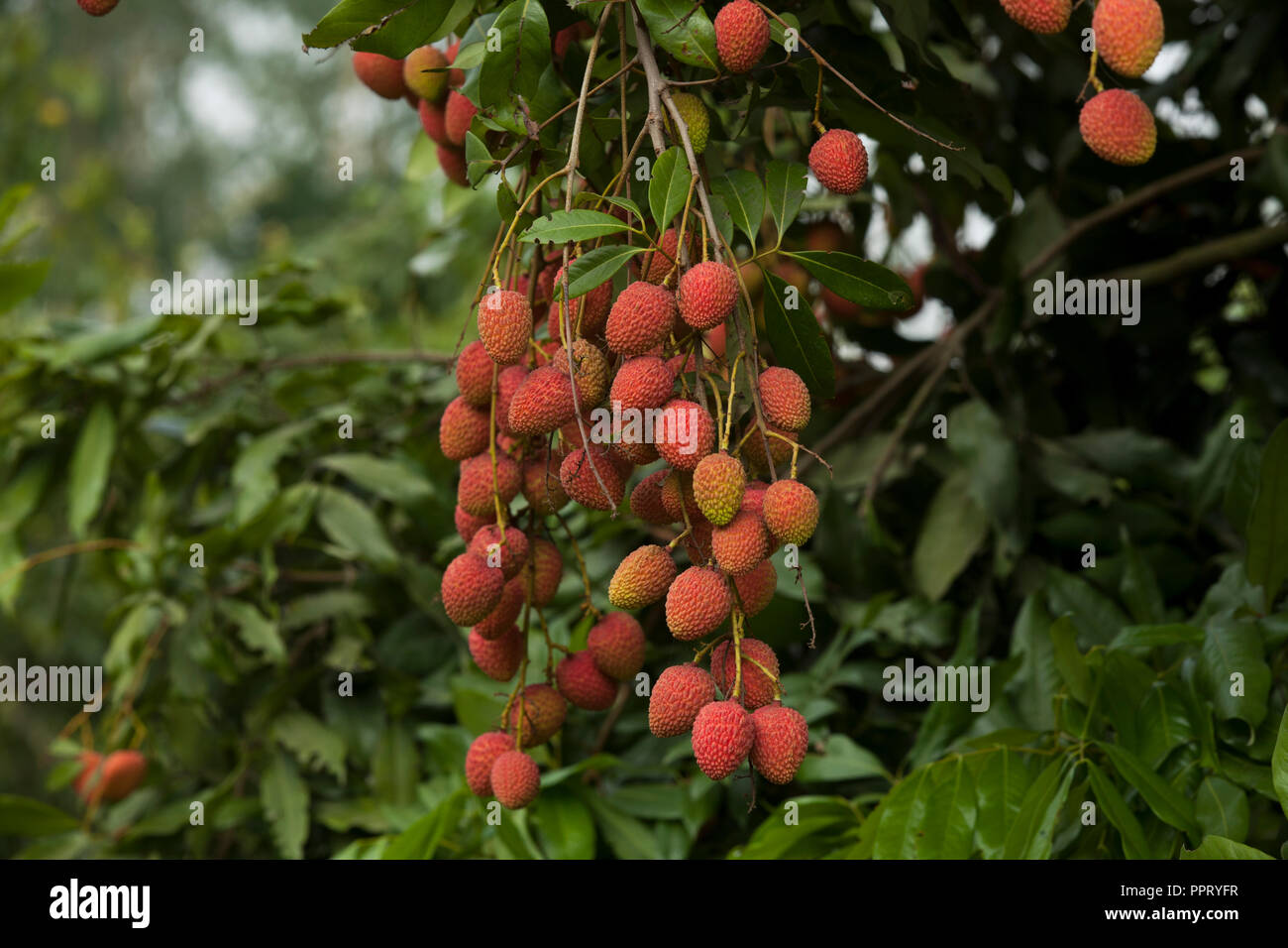 Lychee Bangladesh Stock Photos & Lychee Bangladesh Stock Images - Alamy