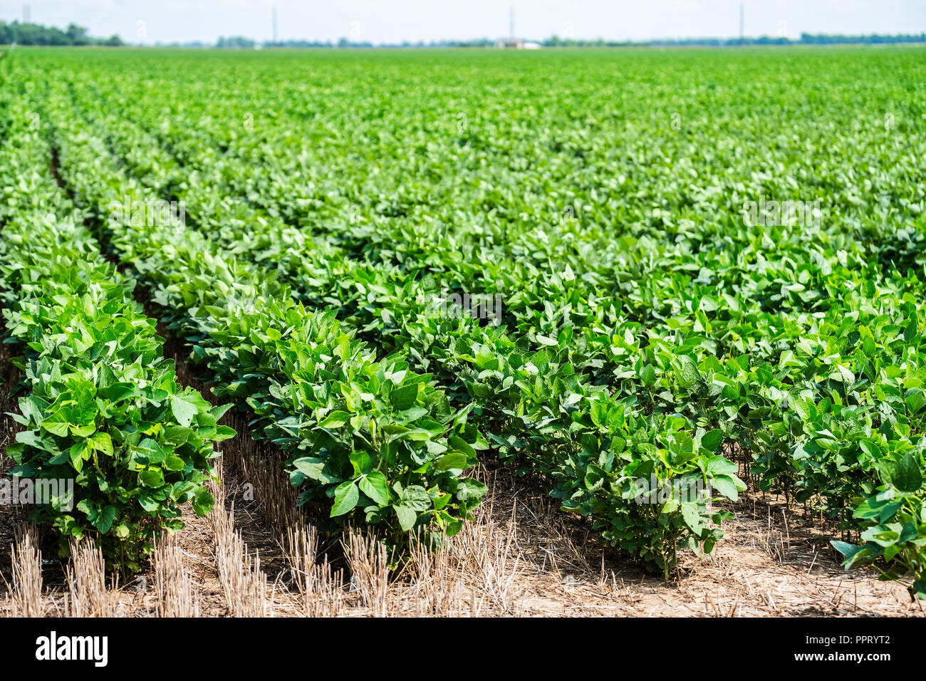 A soybean field with rows of plants during mid-growth in Kansas, USA ...