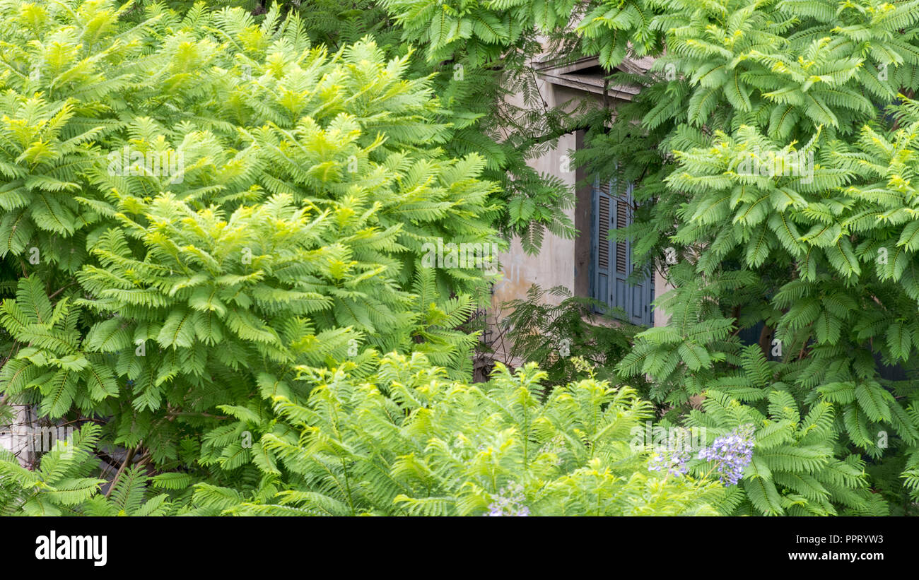 Blue shuttered window surrounded by foliage in Athens Greece Stock ...