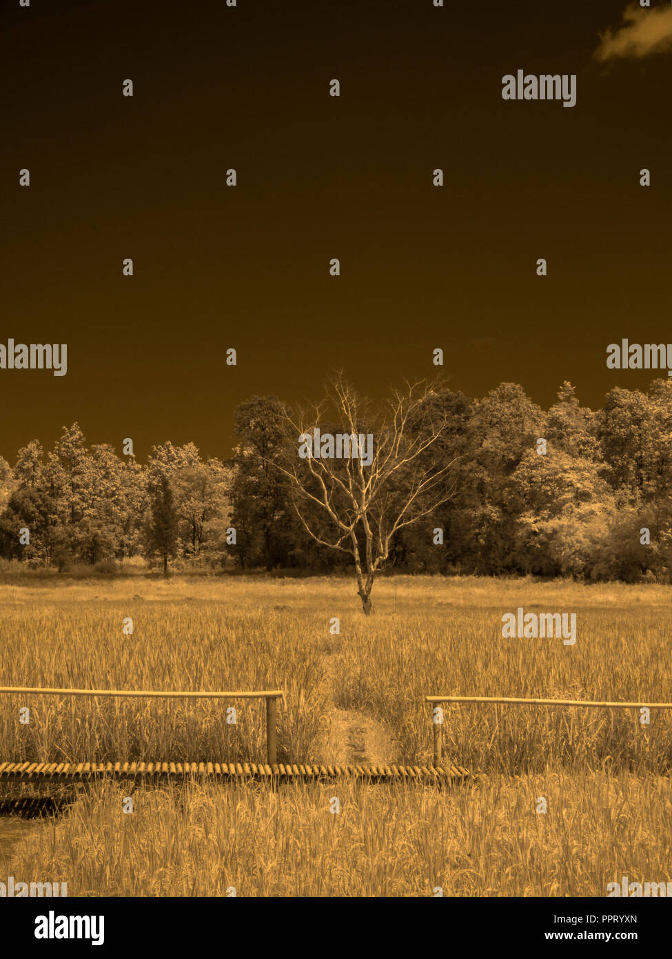 infrared fine art photography landscape : surreal infrared art ...