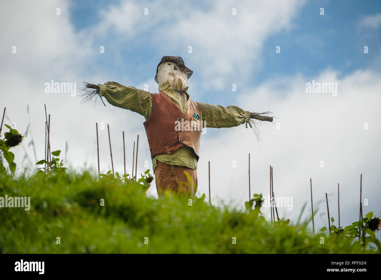 Scarecrow tirelessly stands guarding the field on a cloudy day Stock ...