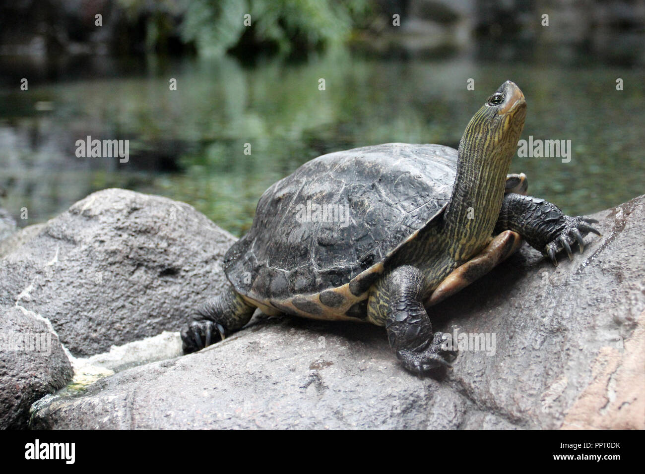 A turtle in a zoo (the River Safari) in Singapore Stock Photo - Alamy