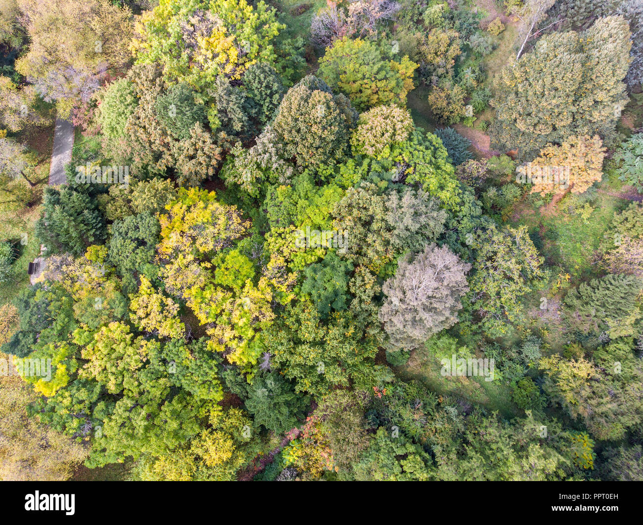Aerial view of woodland paths hi-res stock photography and images - Alamy