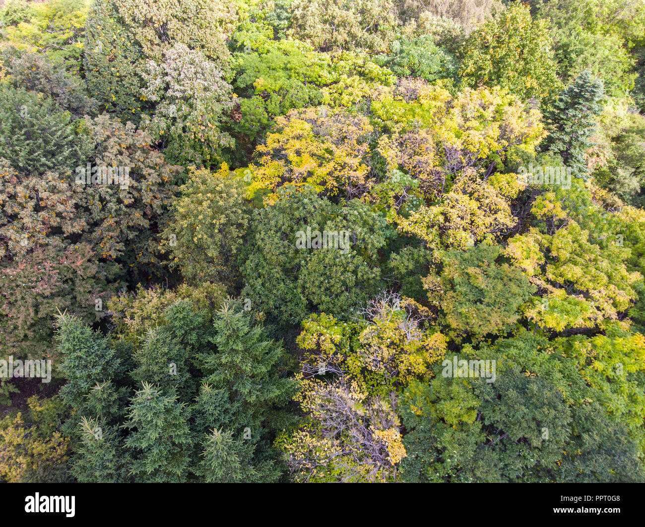 Foliage trees aerial hi-res stock photography and images - Alamy