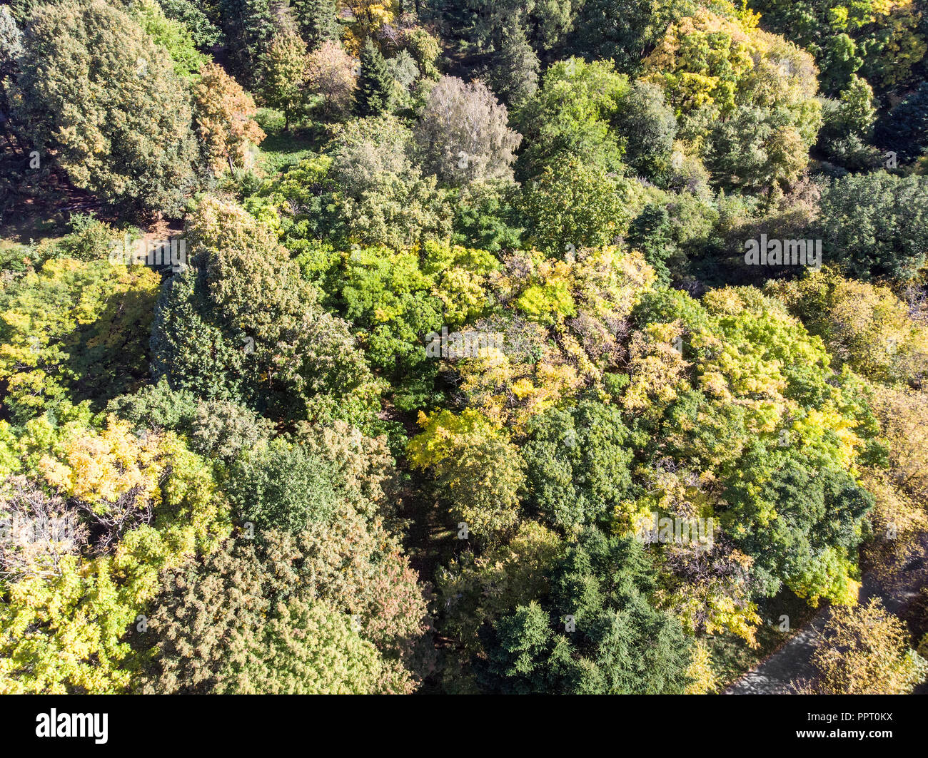 Forest background aerial hi-res stock photography and images - Alamy