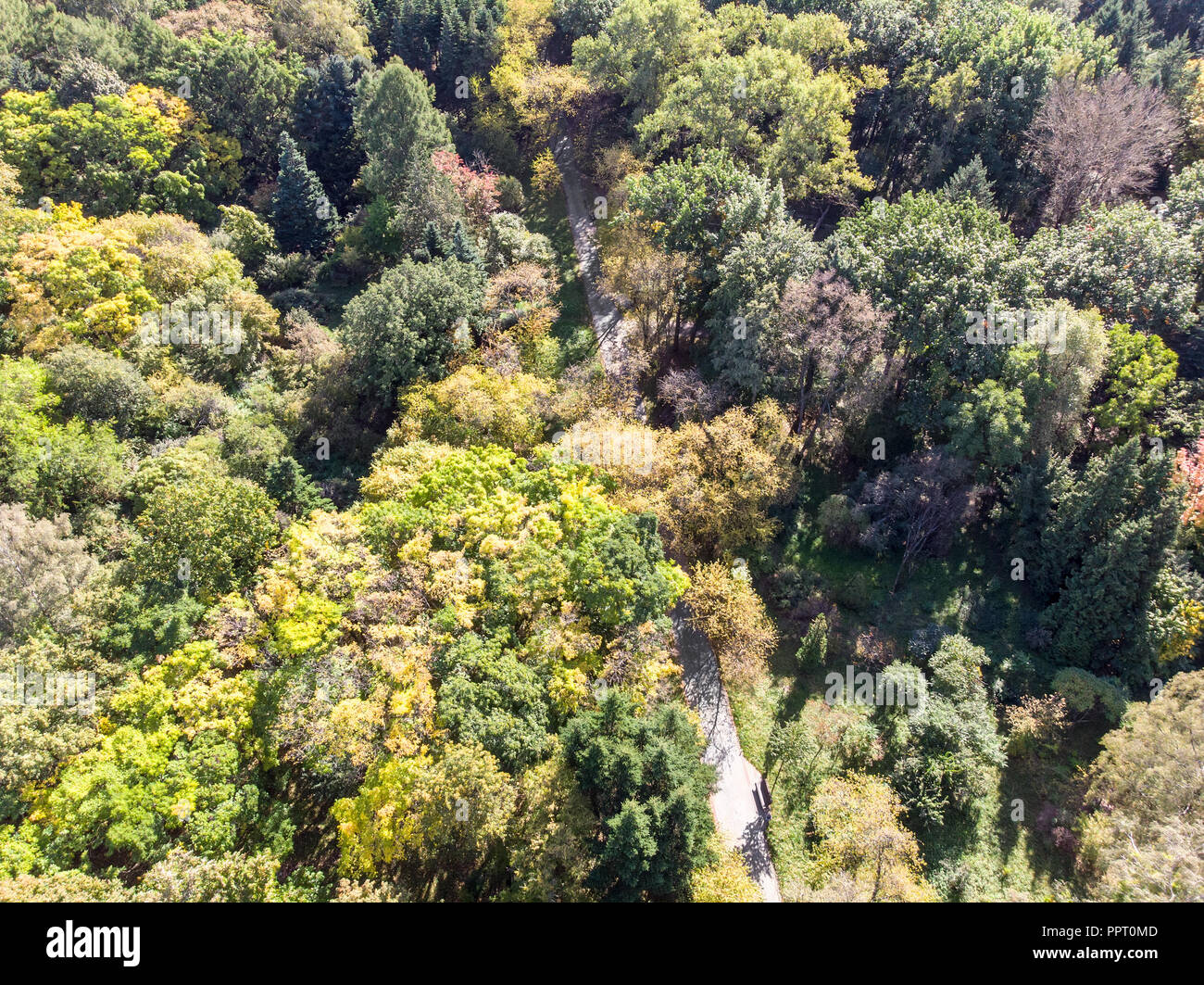 Aerial view of woodland paths hi-res stock photography and images - Alamy
