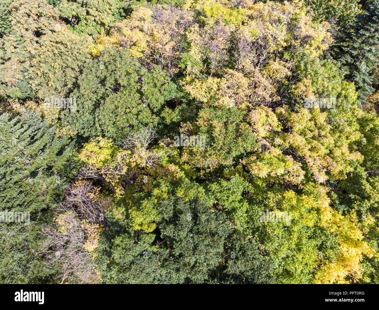 Colorful trees autumnal forest hi-res stock photography and images - Alamy