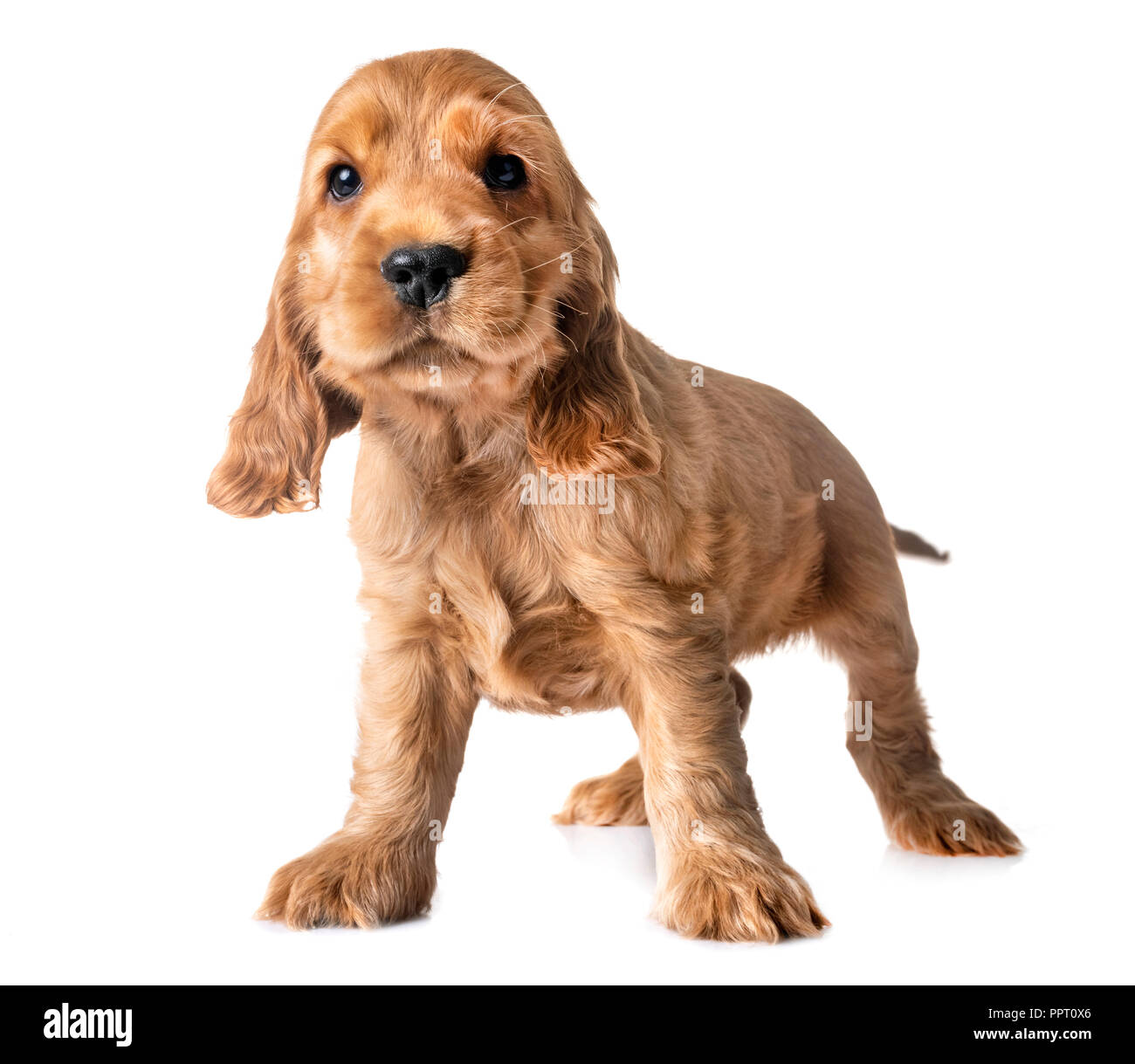 puppy cocker spaniel in front of white background Stock Photo - Alamy