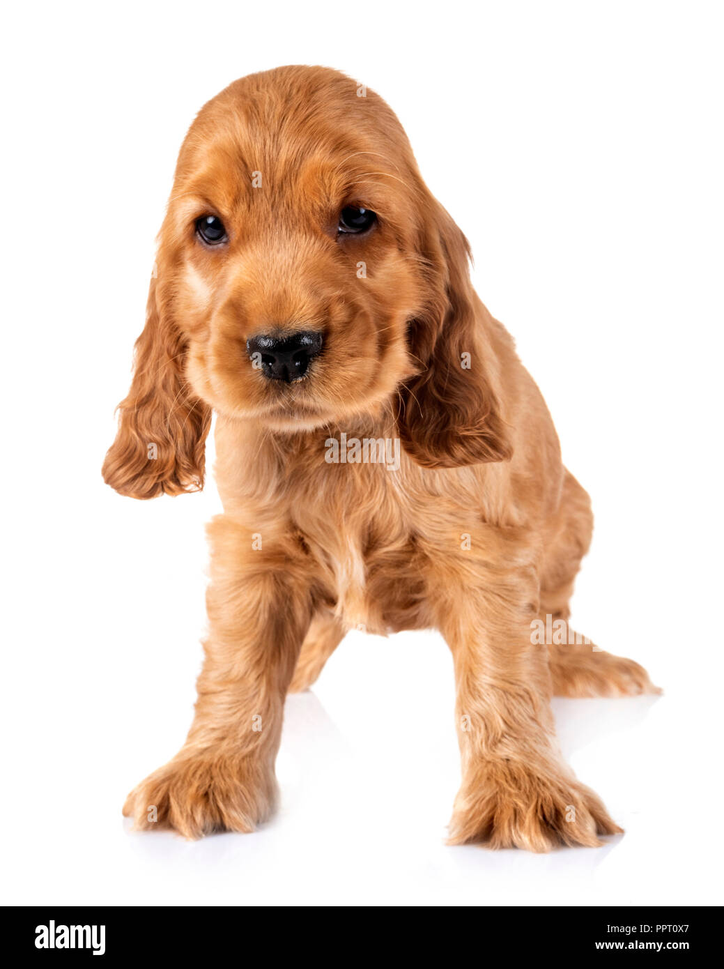 puppy cocker spaniel in front of white background Stock Photo - Alamy