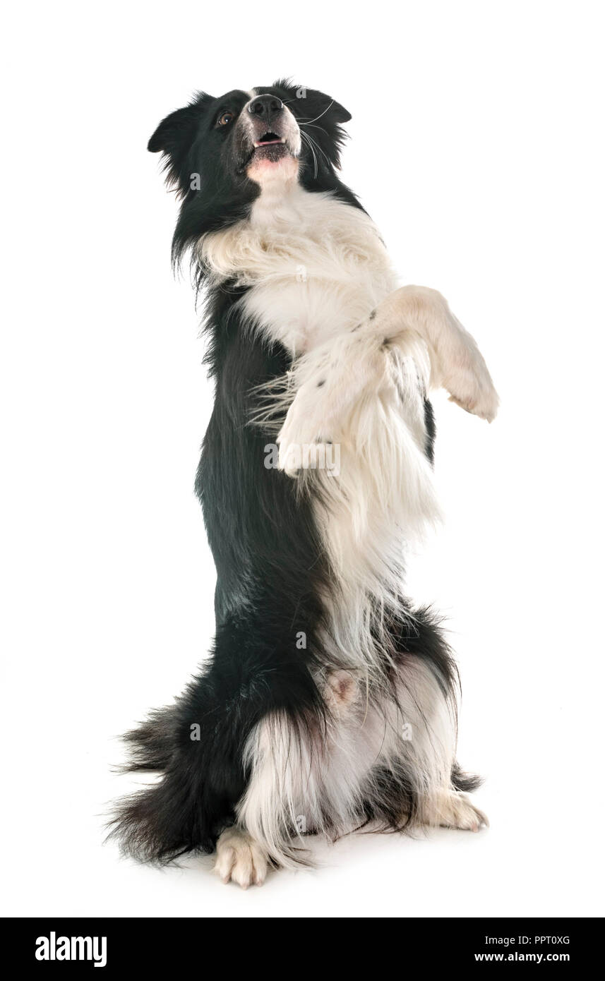 border collie in front of white background Stock Photo - Alamy