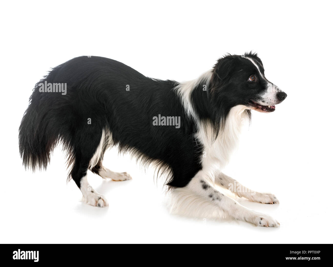 border collie in front of white background Stock Photo - Alamy