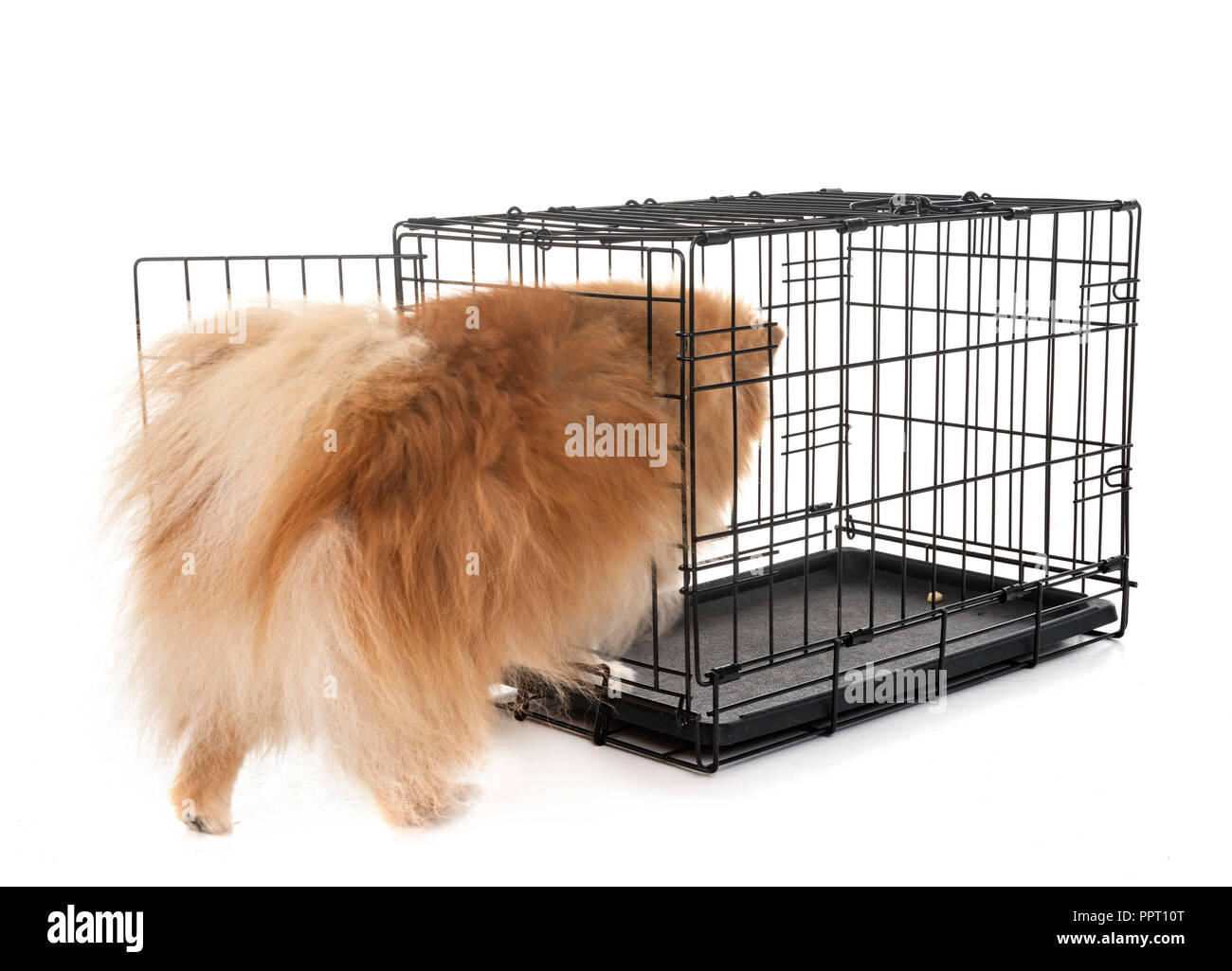 little dog and cage in front of white background Stock Photo - Alamy