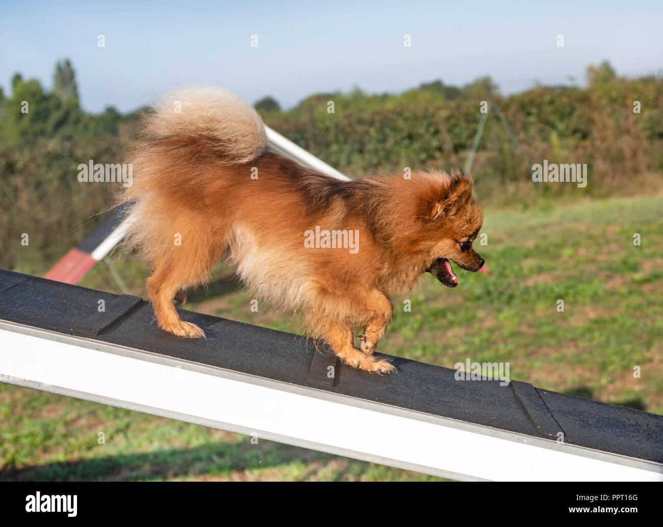 training of a little pomeranian on agility Stock Photo - Alamy