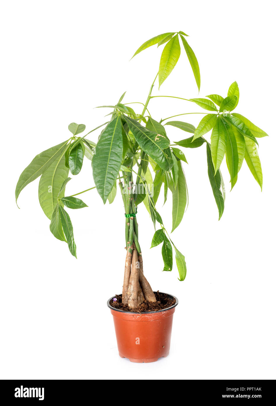 Pachira plant in front of white background Stock Photo - Alamy