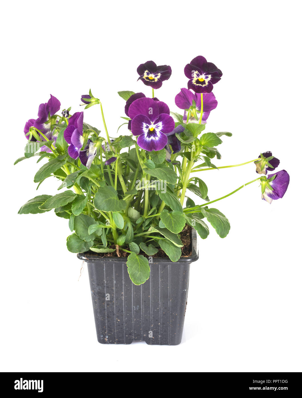 viola plant in front of white background Stock Photo - Alamy