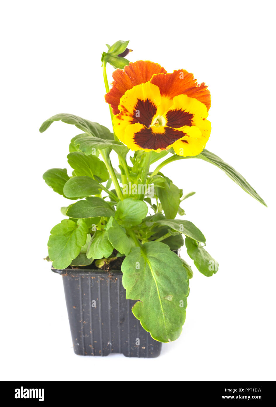 viola plant in front of white background Stock Photo - Alamy