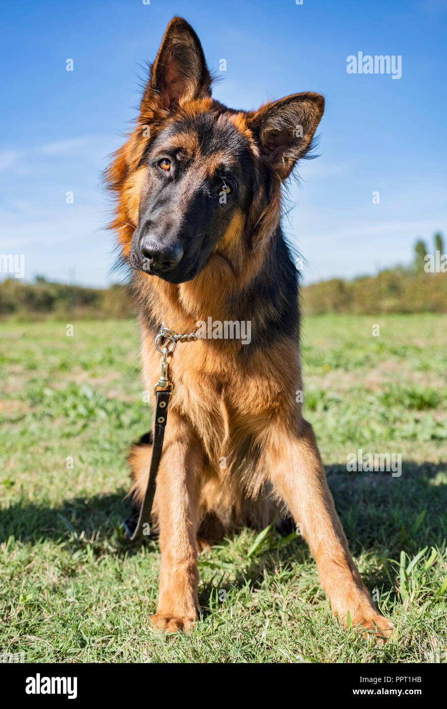 german shepherd in a training of obedience Stock Photo - Alamy