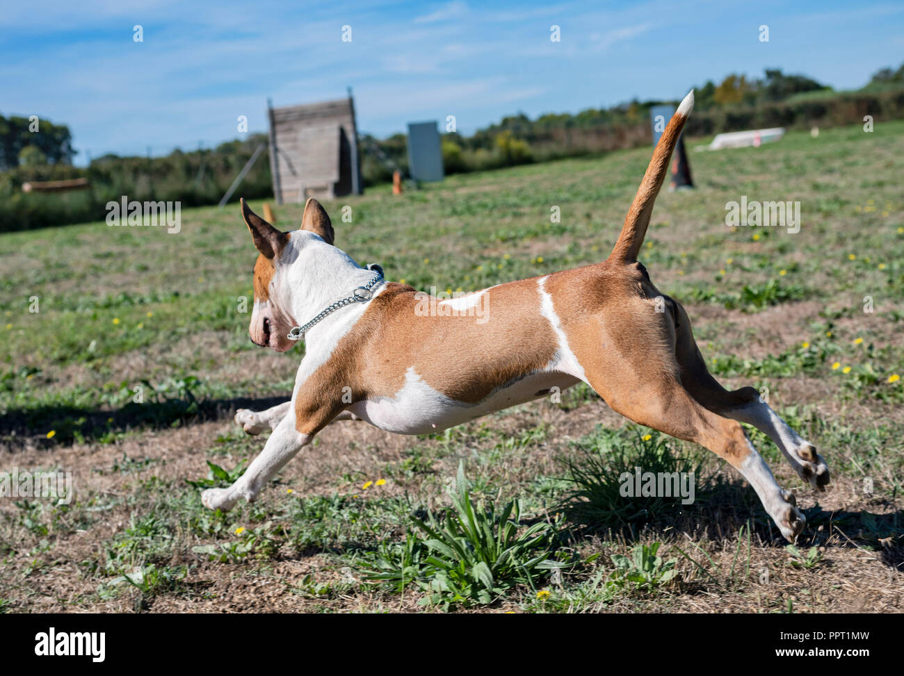 Training a bull terrier hi-res stock photography and images - Alamy
