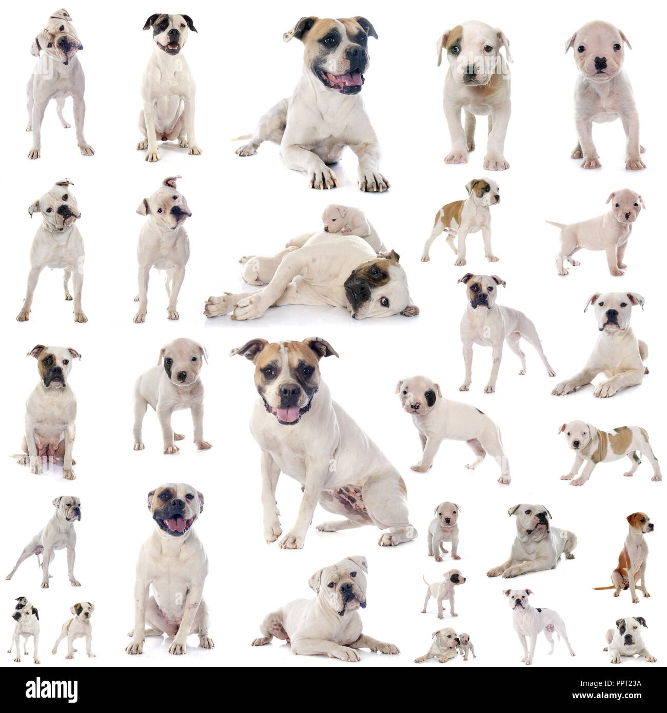 group of american bulldog in front of white background Stock Photo - Alamy