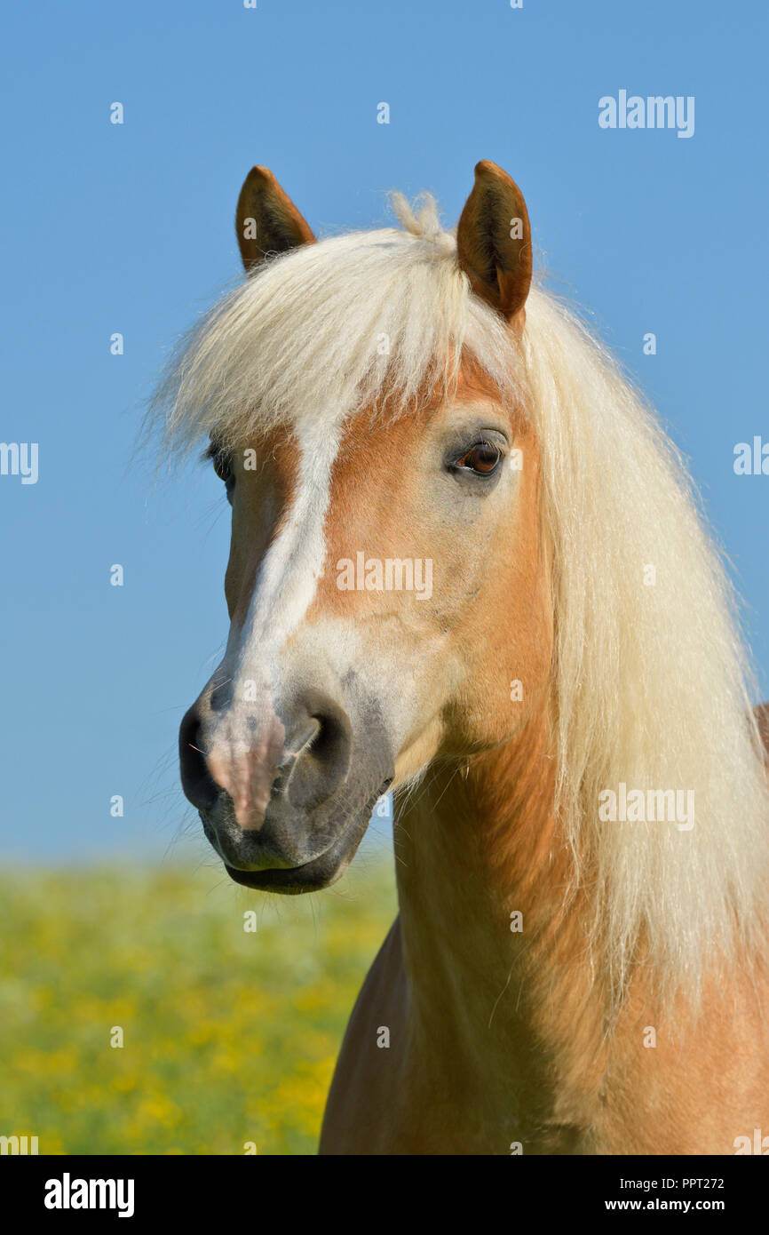 Horse Spring High Resolution Stock Photography and Images - Alamy
