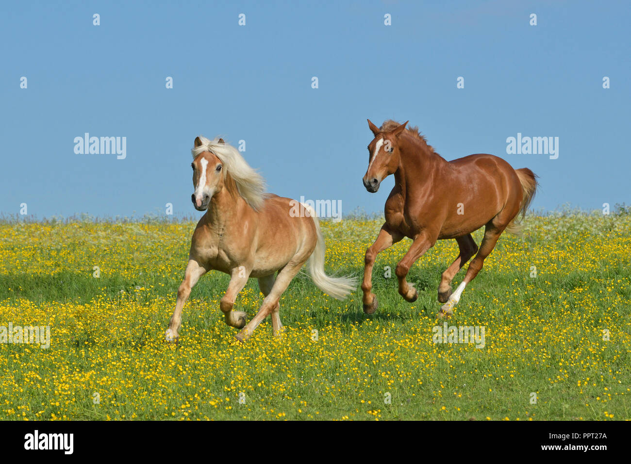 Two horses galloping hi-res stock photography and images - Alamy