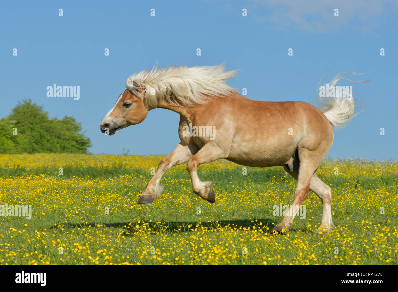 Bucking pony hi-res stock photography and images - Alamy