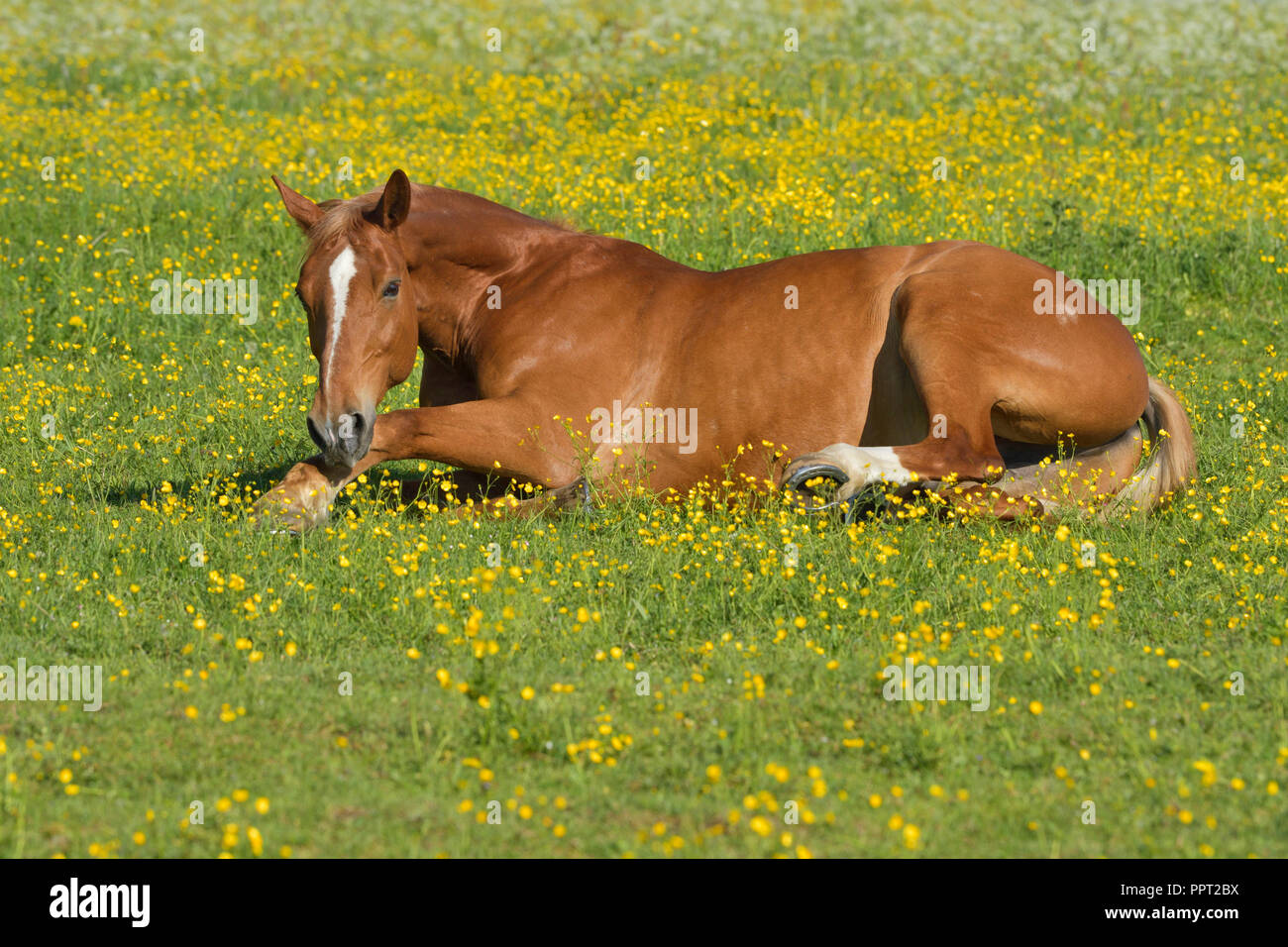 Rolling spring hi-res stock photography and images - Alamy