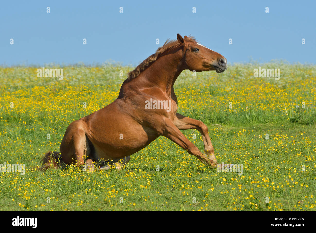 Horse standing hi-res stock photography and images - Alamy