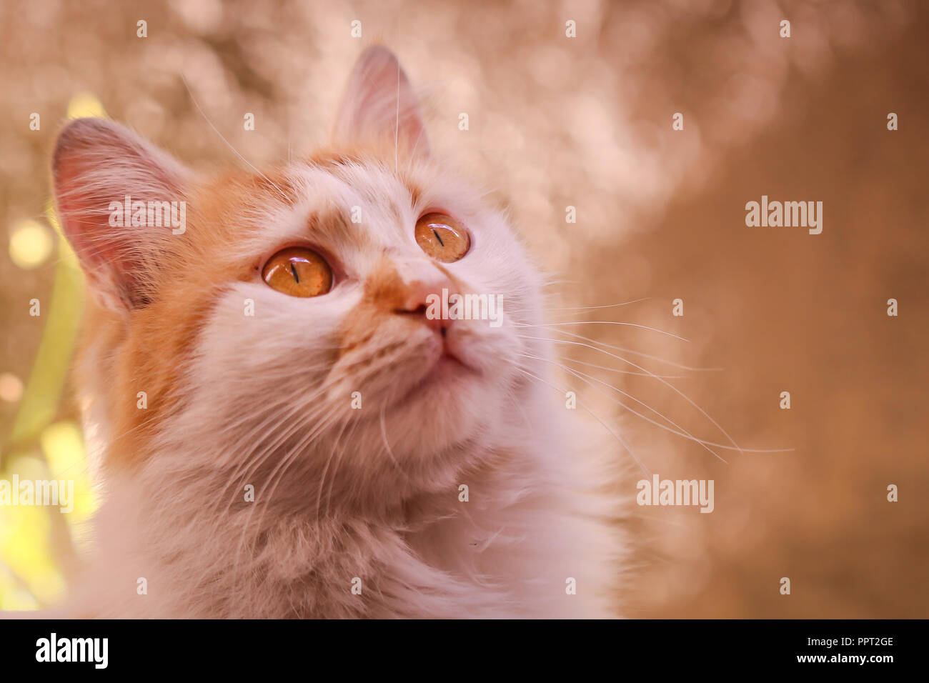 Cute little kitty cat photo hi-res stock photography and images - Alamy