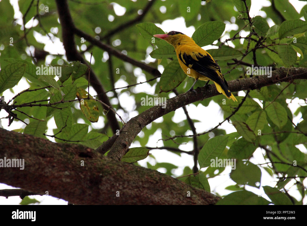 A bird in the Fort Canning Park in Singapore Stock Photo - Alamy