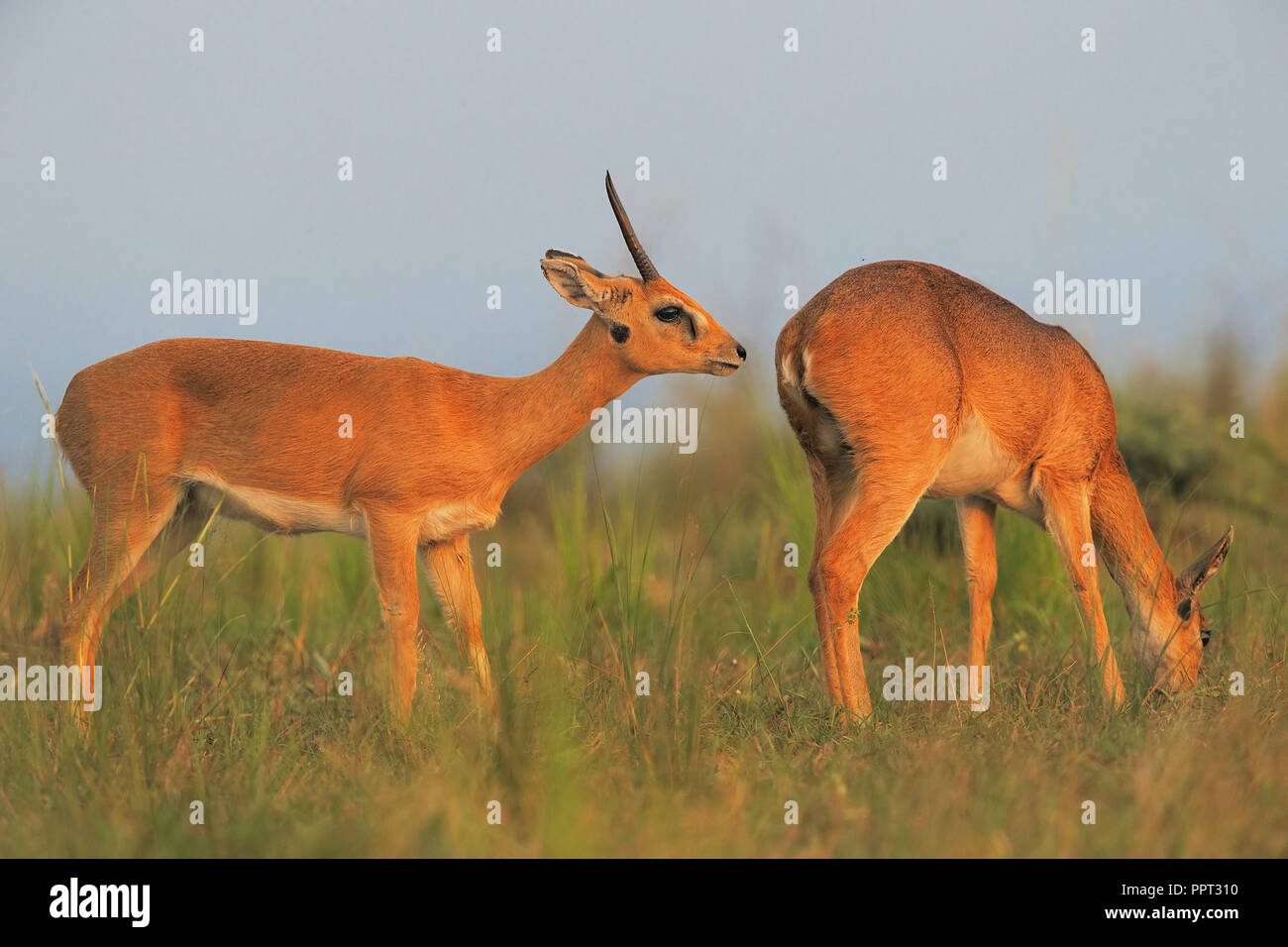 Oribi High Resolution Stock Photography and Images - Alamy