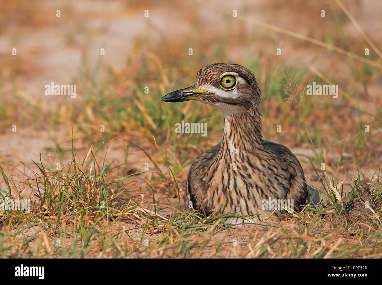 African dikkop hi-res stock photography and images - Alamy