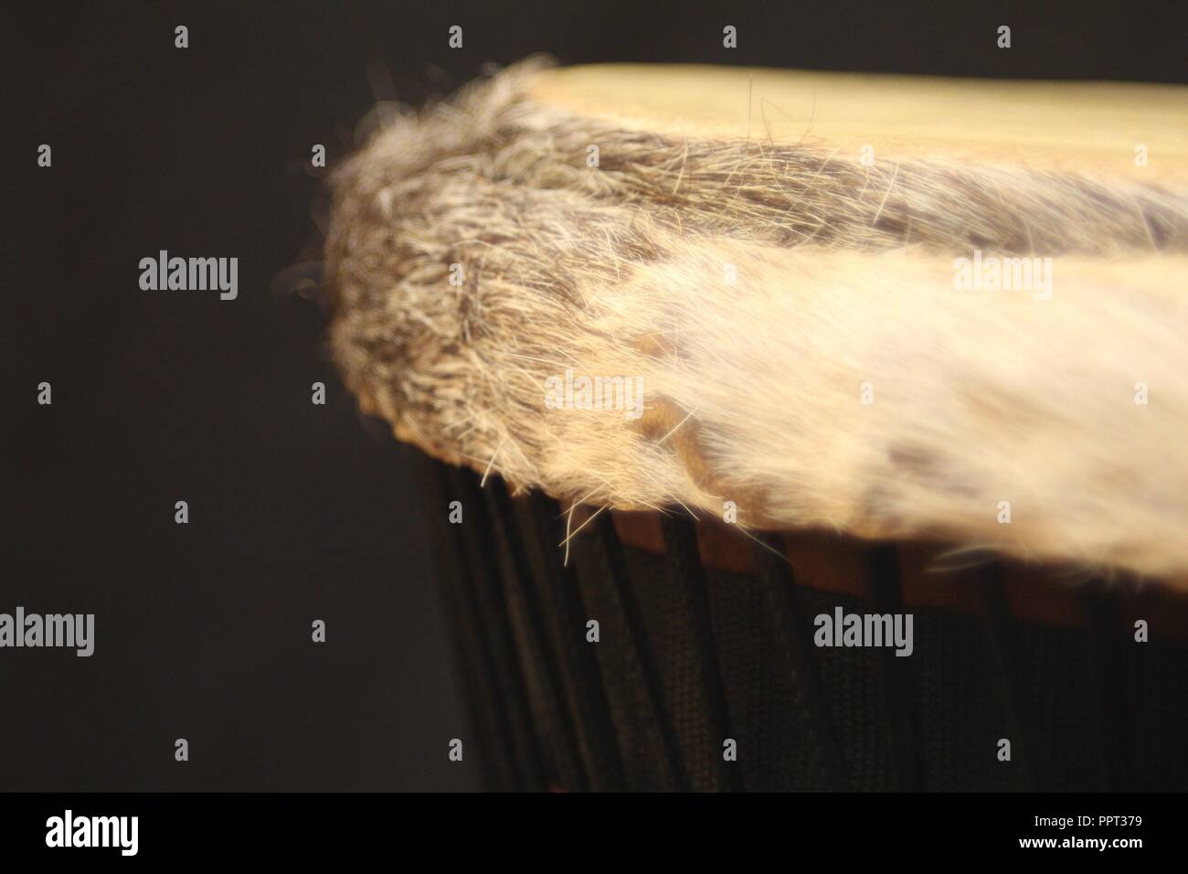 up-close view of an African djembe goatskin head and deer fur around ...