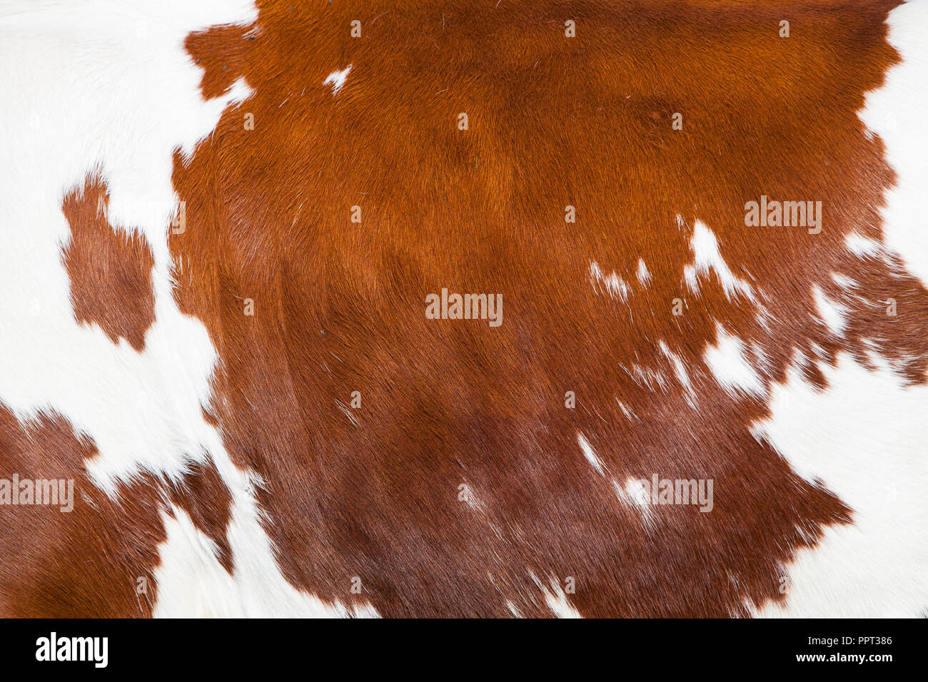 Cow fur texture hi-res stock photography and images - Alamy