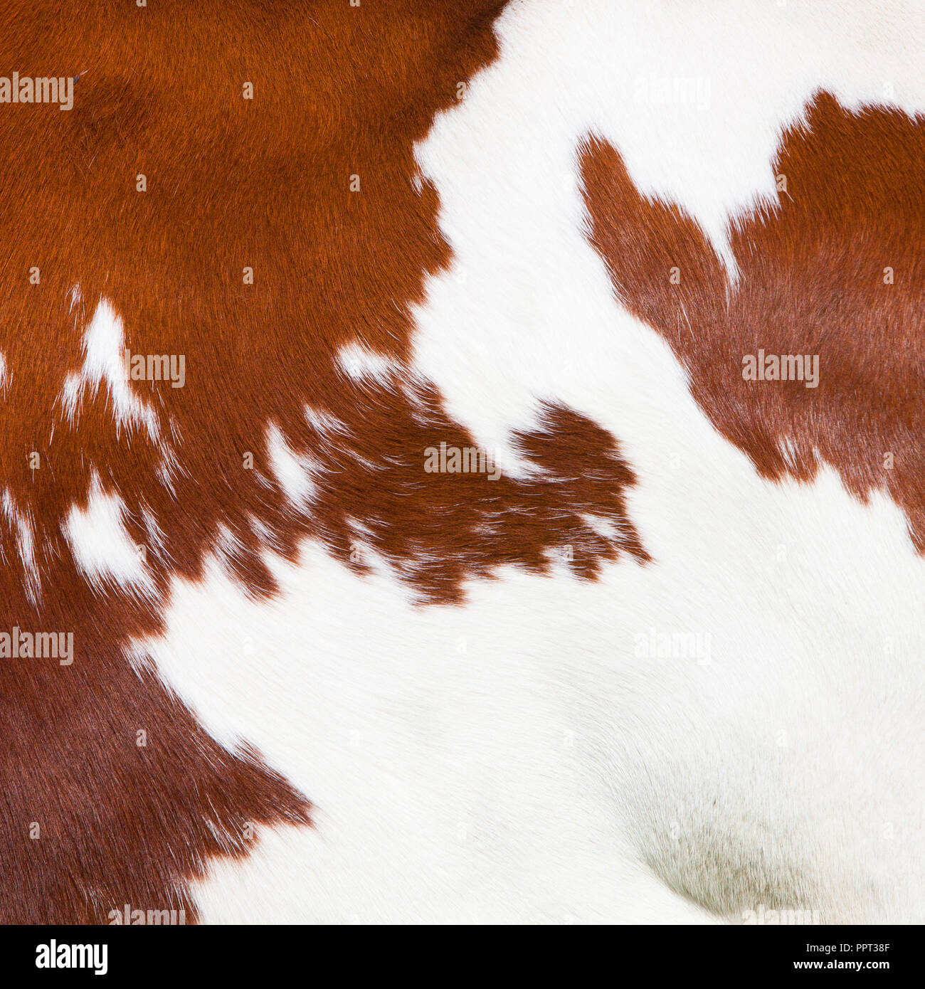 Cow fur texture hi-res stock photography and images - Alamy