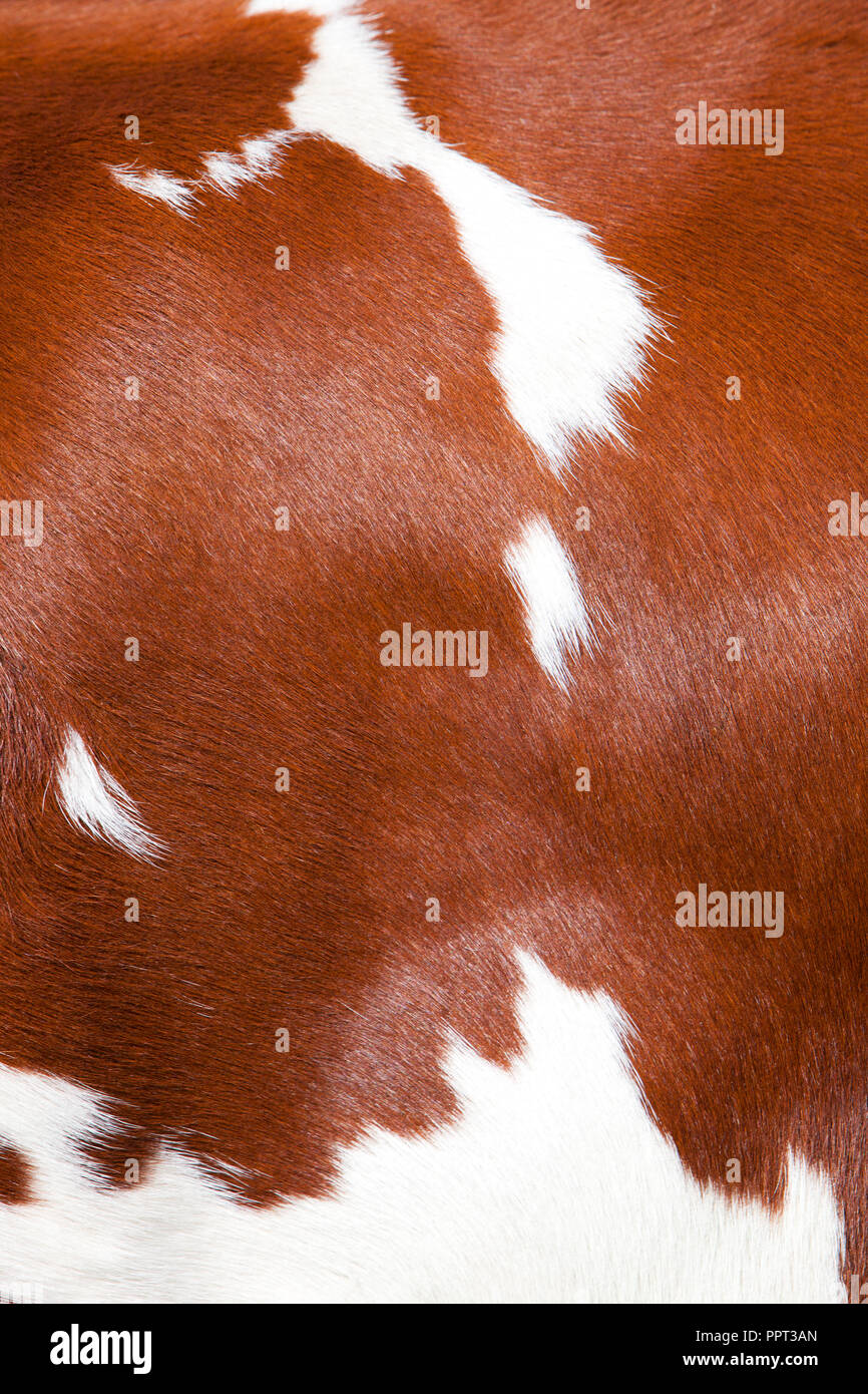 red and white part of hide on side of spotted cow Stock Photo - Alamy