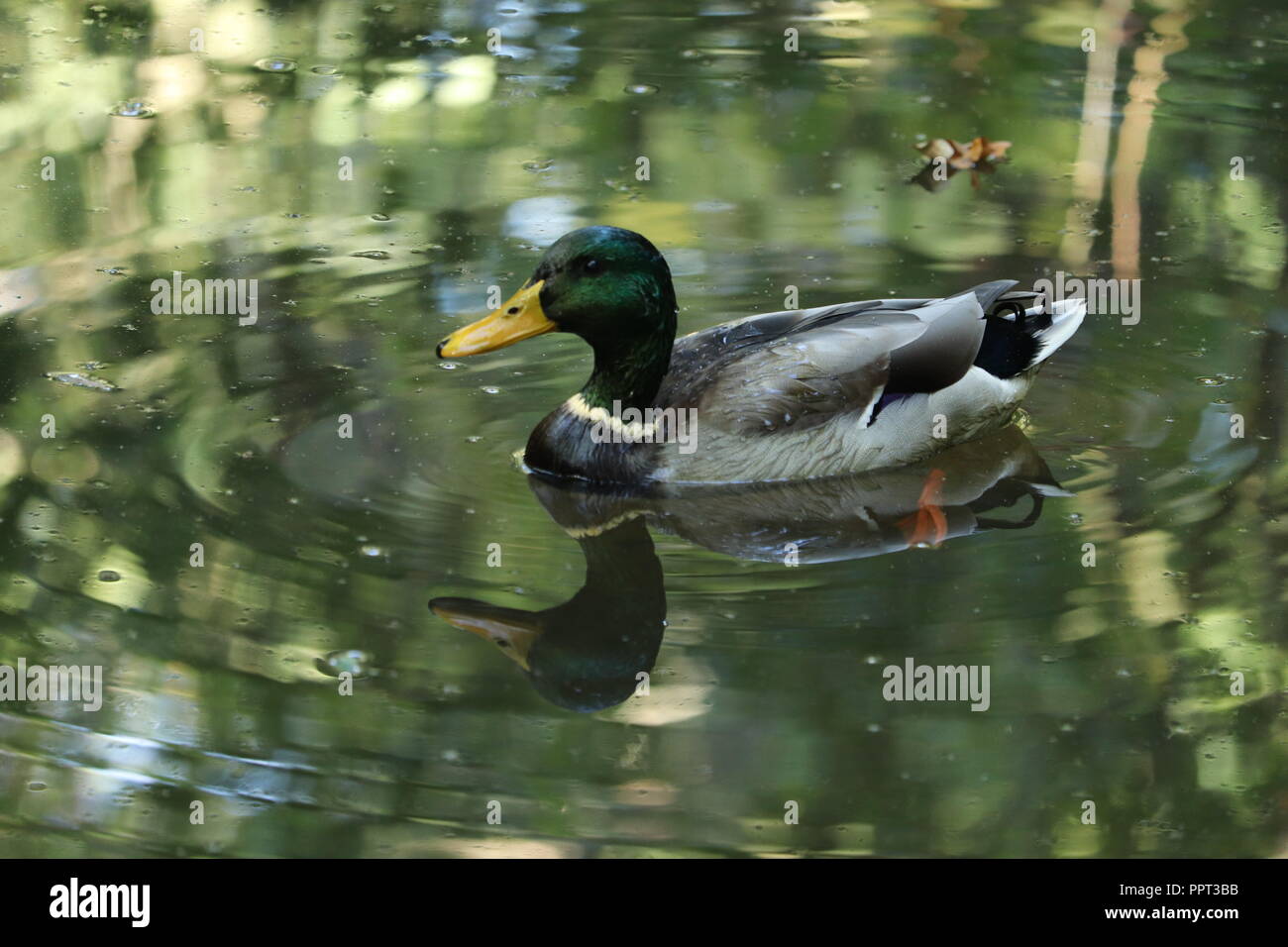 Circle around a duck hi-res stock photography and images - Alamy