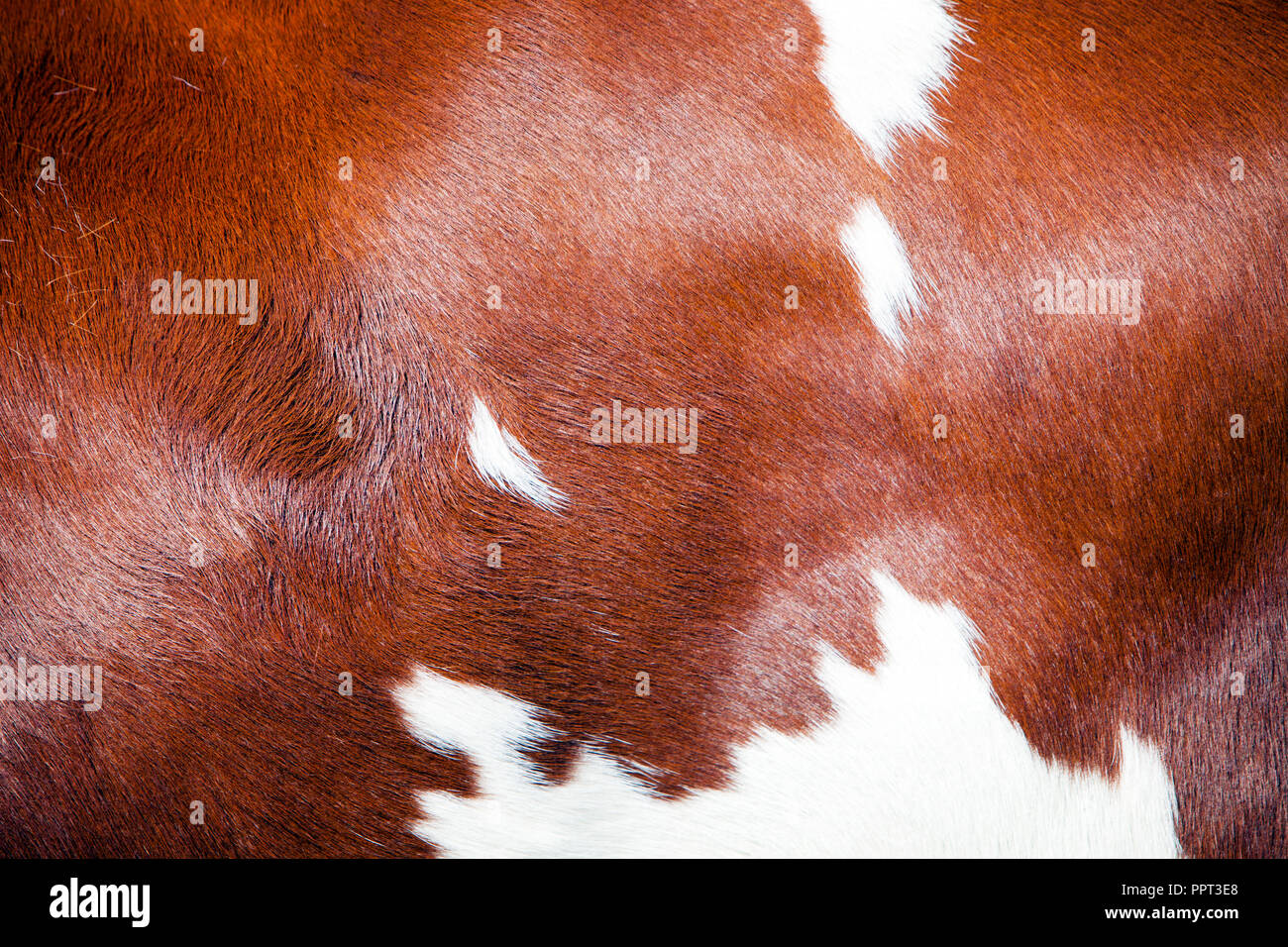 Cow fur texture hi-res stock photography and images - Alamy