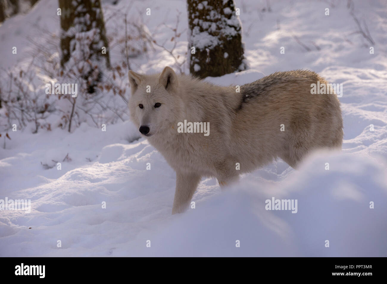 Polarwolf, (Canis lupus arctos), Wildpark Kasselburg Stock Photo - Alamy
