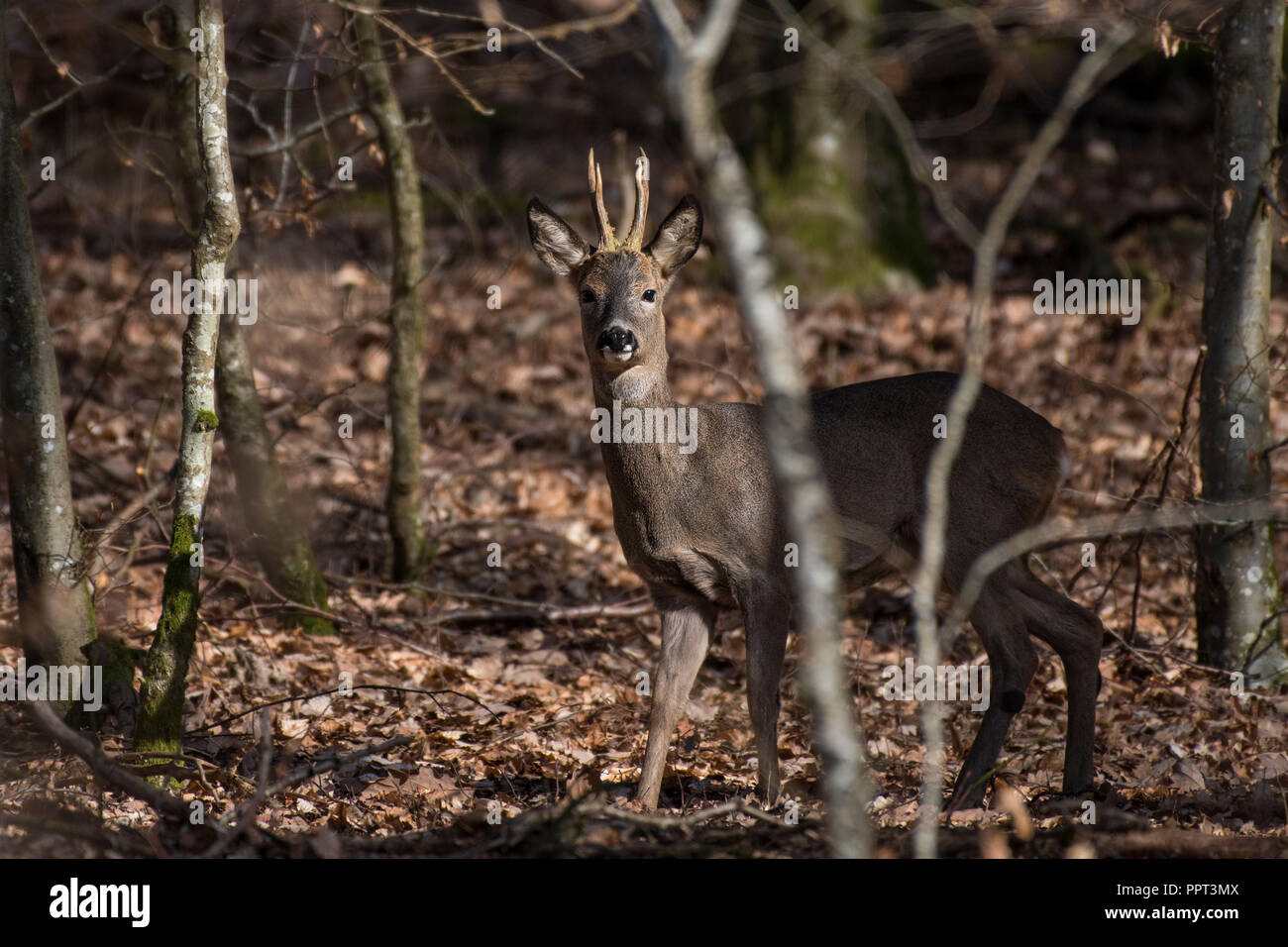 Rehbock capreolus capreolus hi-res stock photography and images - Alamy