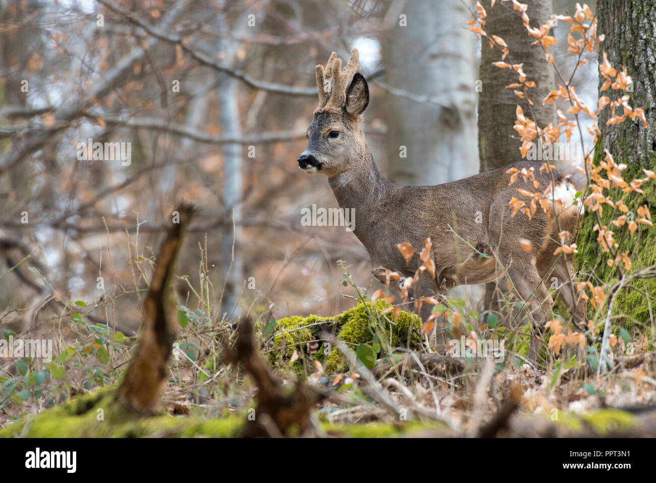 Rehbock capreolus capreolus hi-res stock photography and images - Alamy