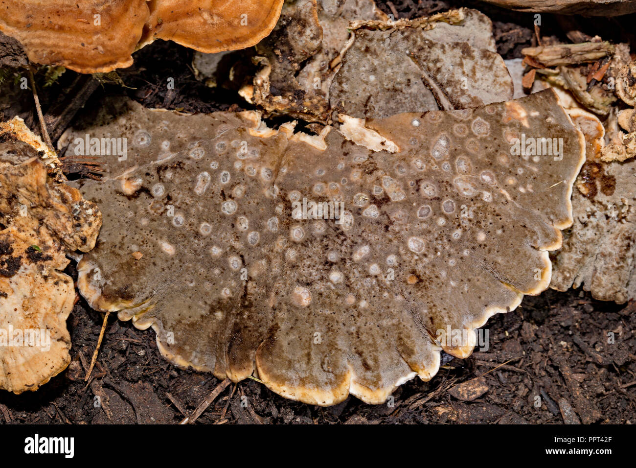 Bjerkandera hi-res stock photography and images - Alamy