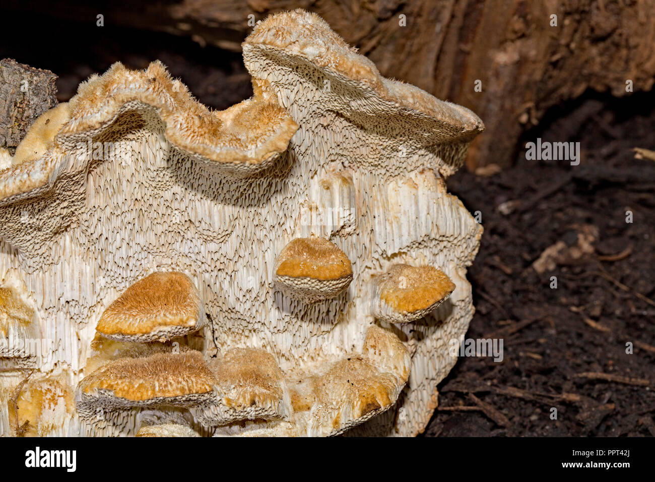 Funalia trogii hi-res stock photography and images - Alamy